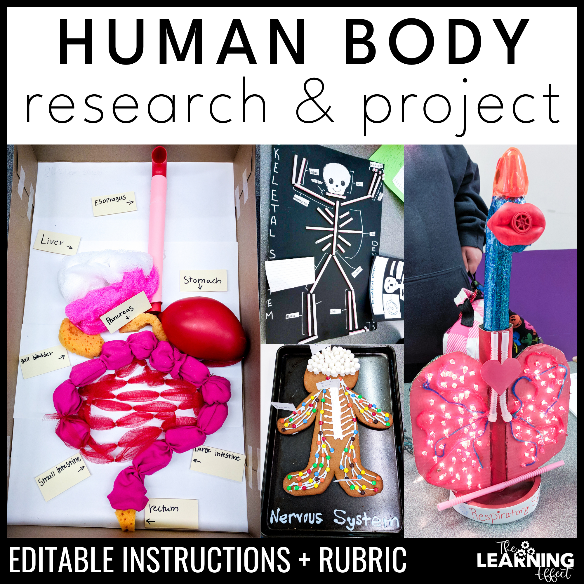 Human Body Systems Research and Model Project – The Learning Effect